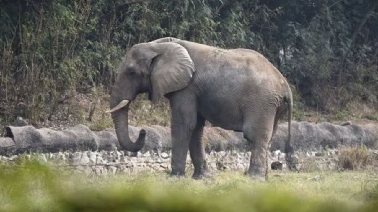 गढ़वा में जंगली हाथियों के झुंड ने महिला को कुचला, डर के साय में जी रहे ...