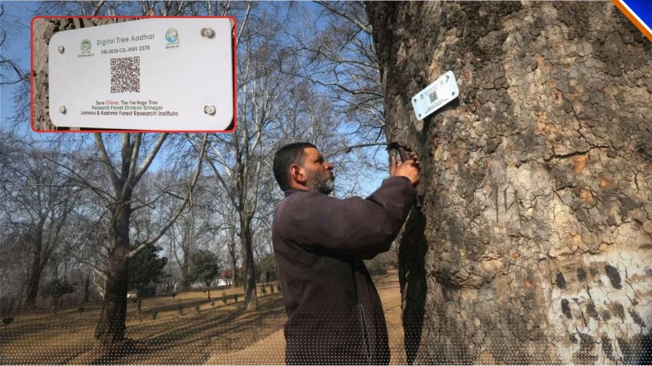 क्या है डिजिटल ट्री आधार, जम्मू कश्मीर में चिनार के पेड़ों पर क्यों की ...