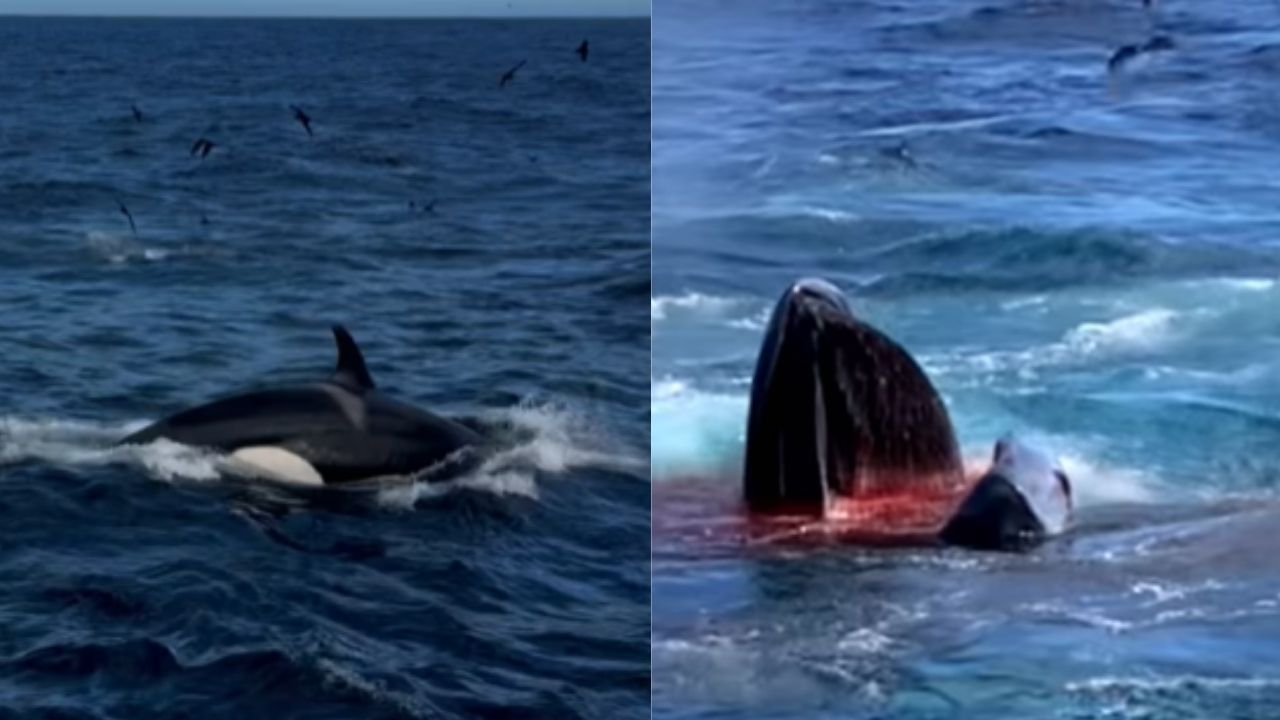 समुद्र में घेरकर ऑर्का व्हेल्स ने किया पिग्मी ब्लू व्हेल का शिकार ...