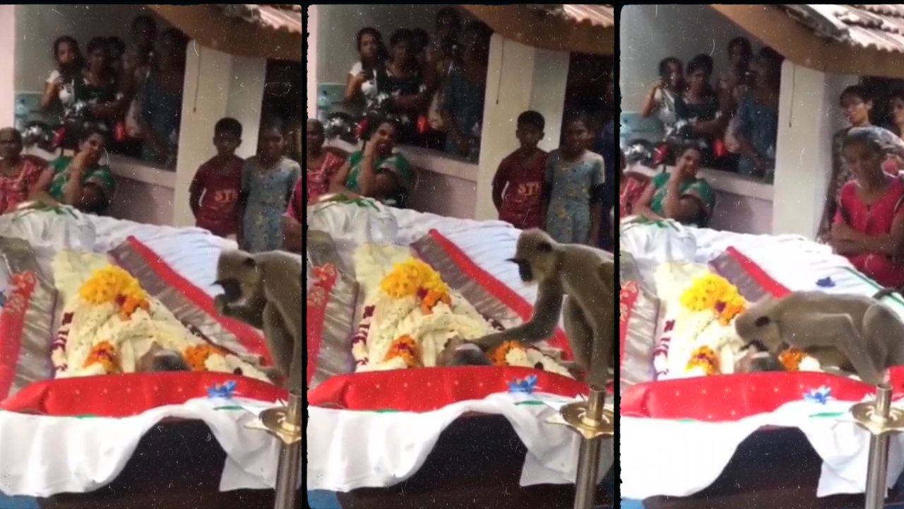 'जानवर इंसानों से बेहतर हैं', देवघर में शख्स के निधन पर बंदर की आंखें ...