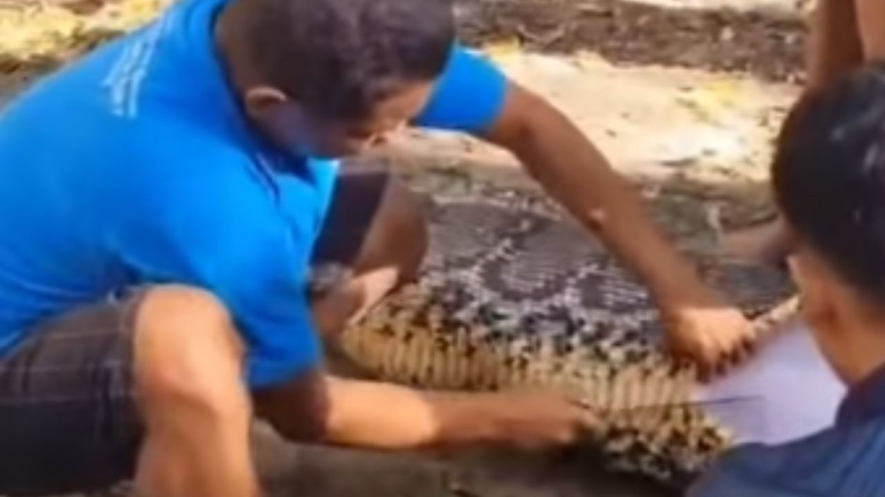 खौफनाक मंजर! अजगर ने किसान को जिंदा निगला, पेट चीरकर निकाला गया शव, वायरल वीडियो ने उड़ाए होश ...