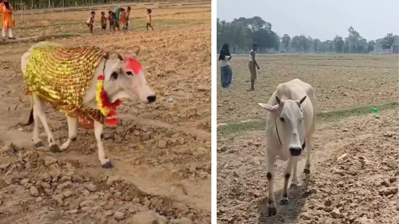 Hathras cow viral video: लगातार 5 दिन से गाय लगा रही खेत का चक्कर ...