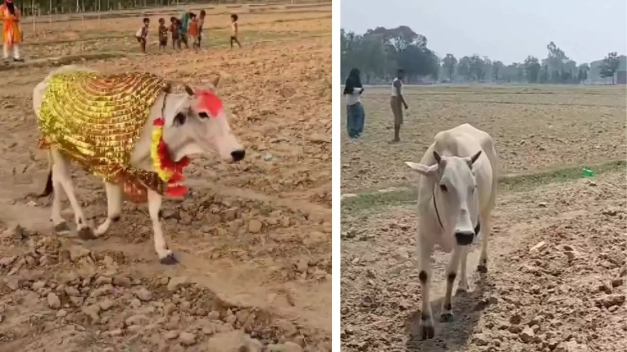 Shravasti cow viral video:: लगातार 5 दिन से गाय लगा रही खेत का चक्कर ...